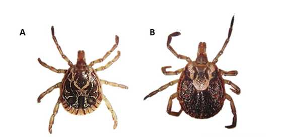 Amblyomma Cajennense