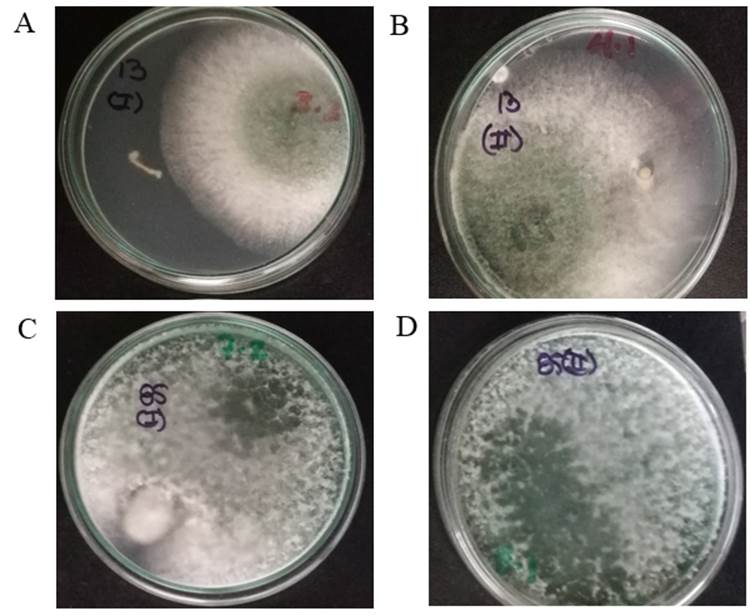 Efecto de Trichoderma asperellum Samuels, Lieckfeldt & Nirenberg sobre indicadores de ...
